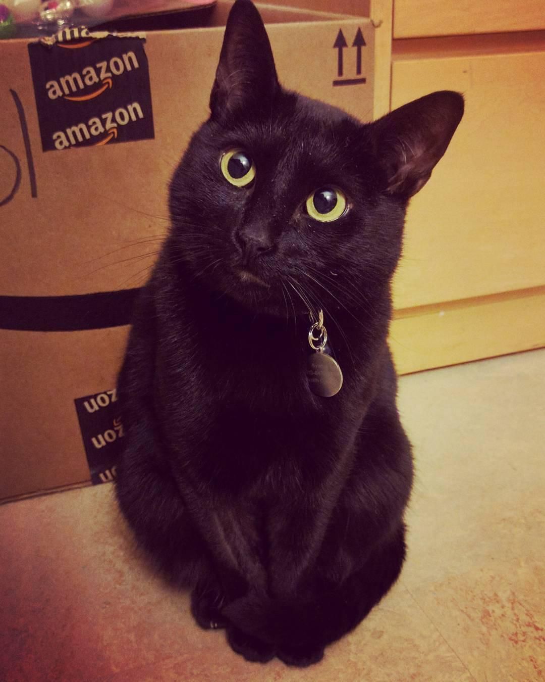 Cat With Human Smile