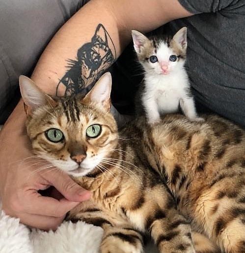 Nylahkitty And Bambu