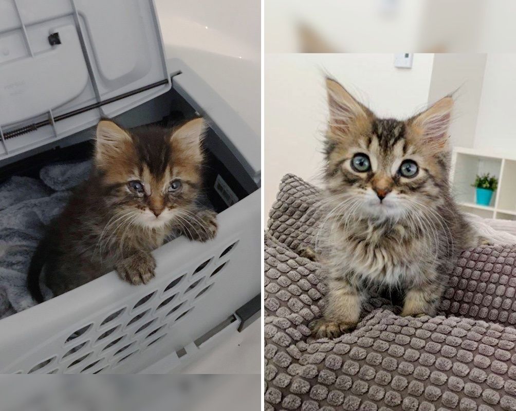 Happy Kitten Pictures