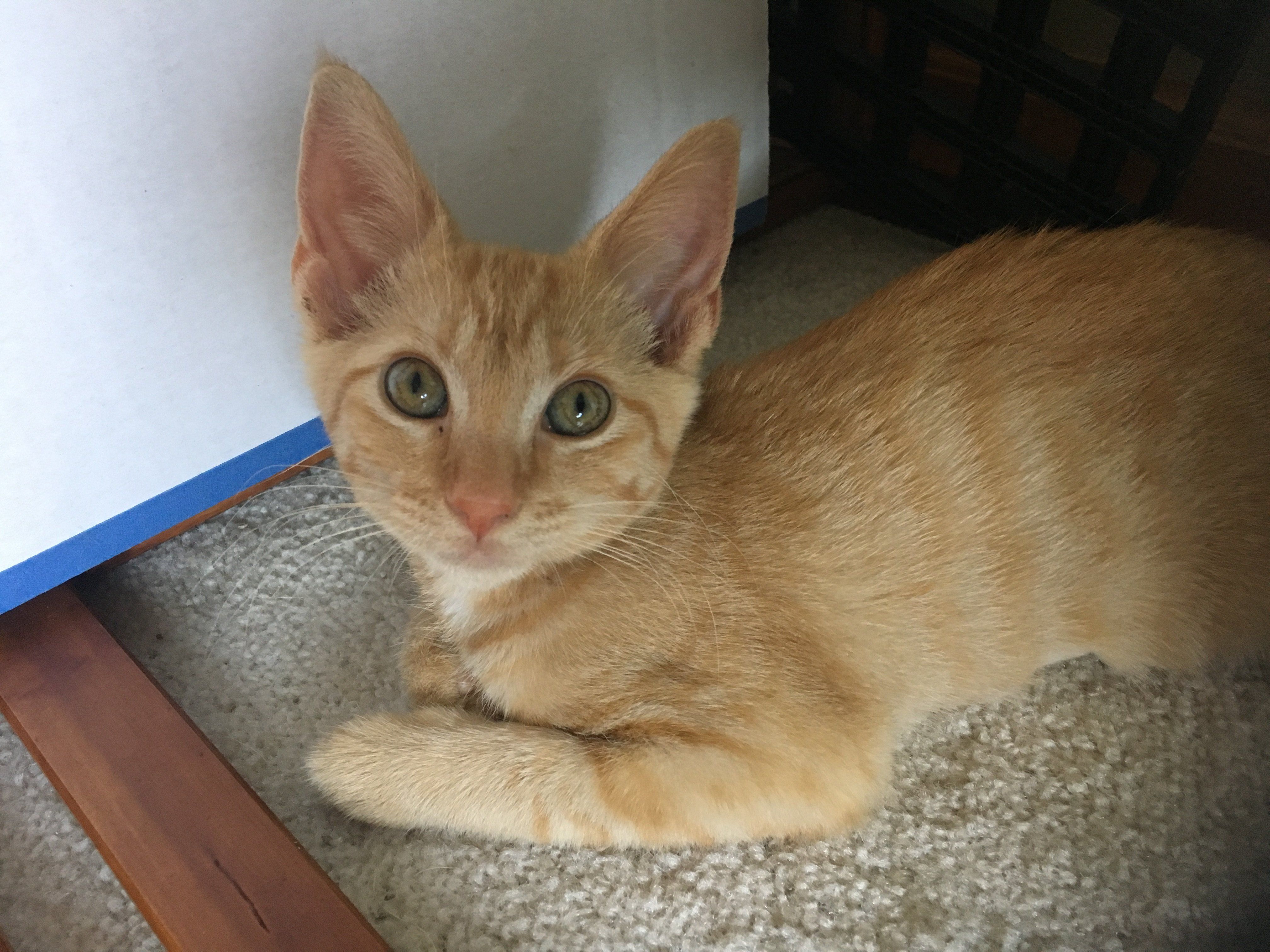 Orange Marbled Tabby Cat