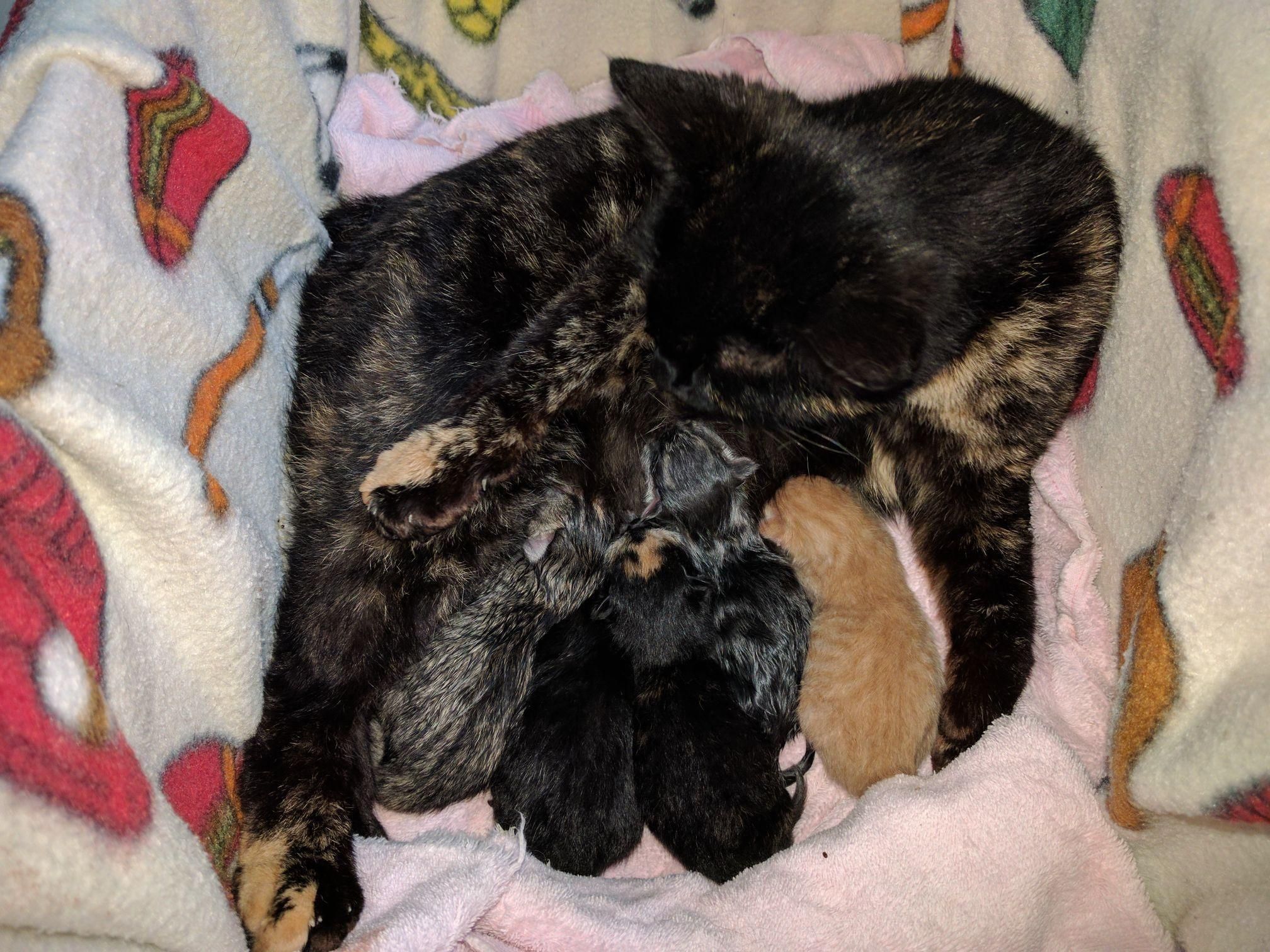 Newborn Tortoiseshell Kitten