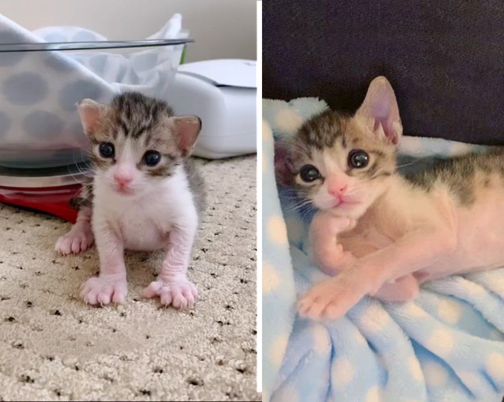 Cats With Seven Toes