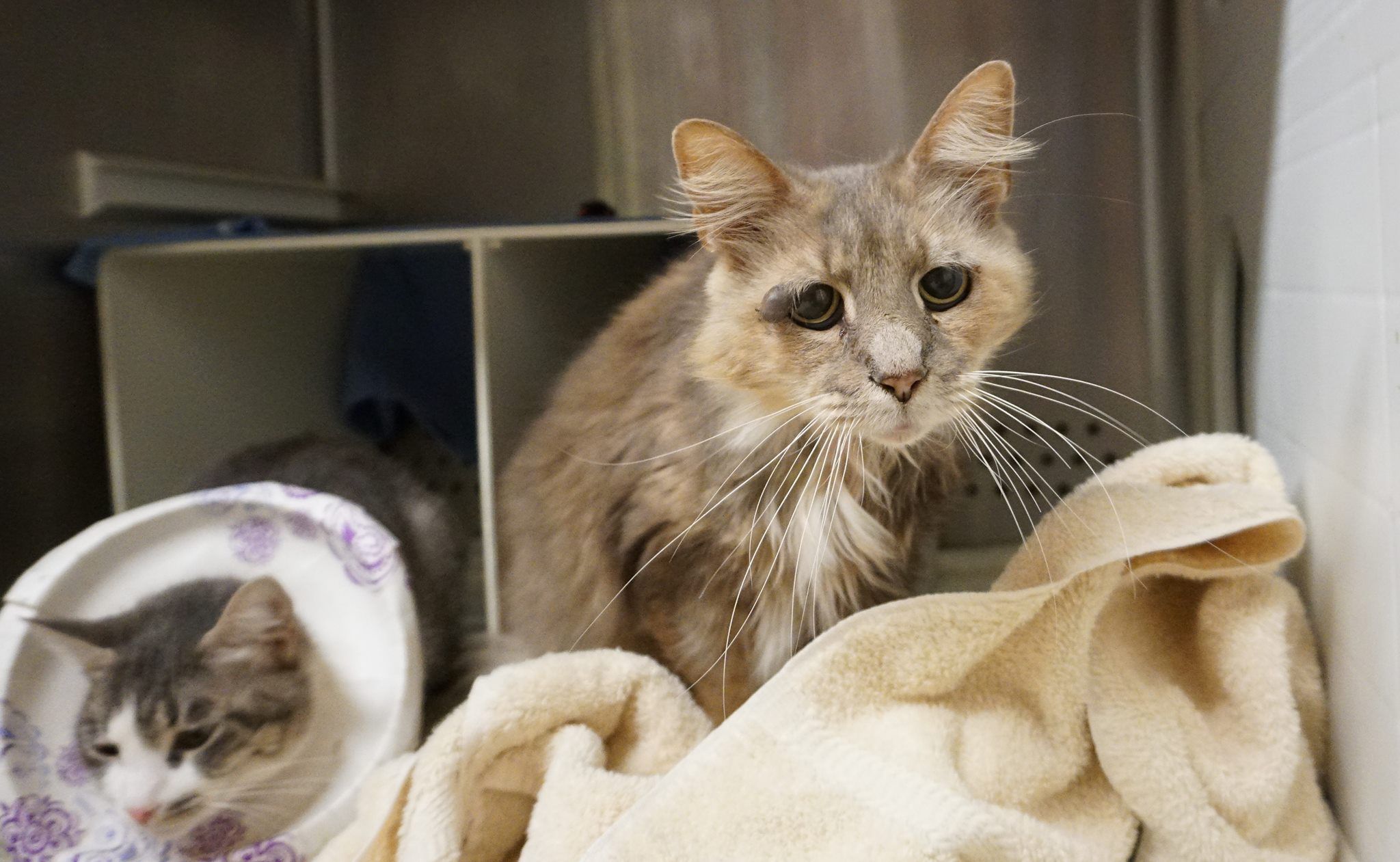 Sad Animal Shelter Cats