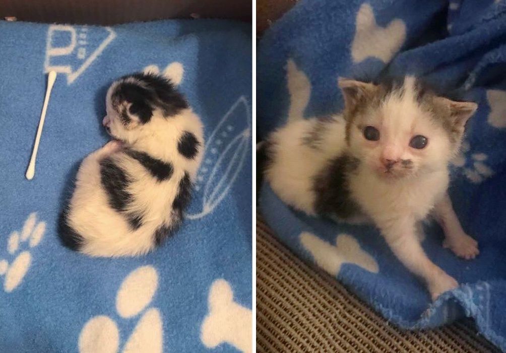 Moo Cow Cat