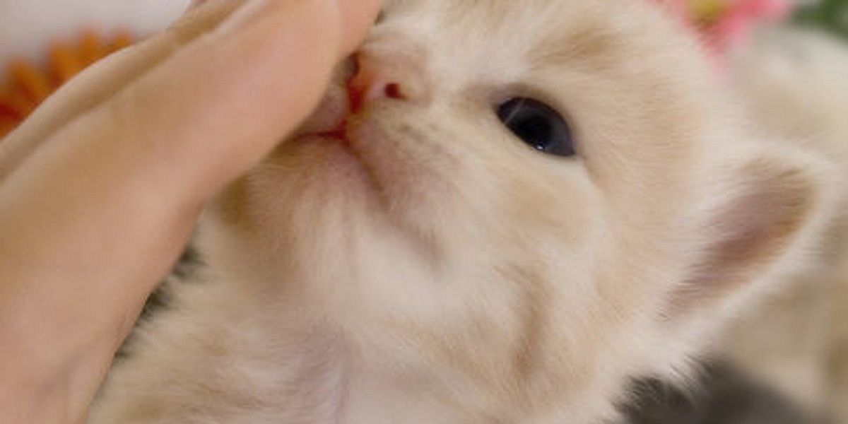 Ginger Kitten Pixeli - Love Meow