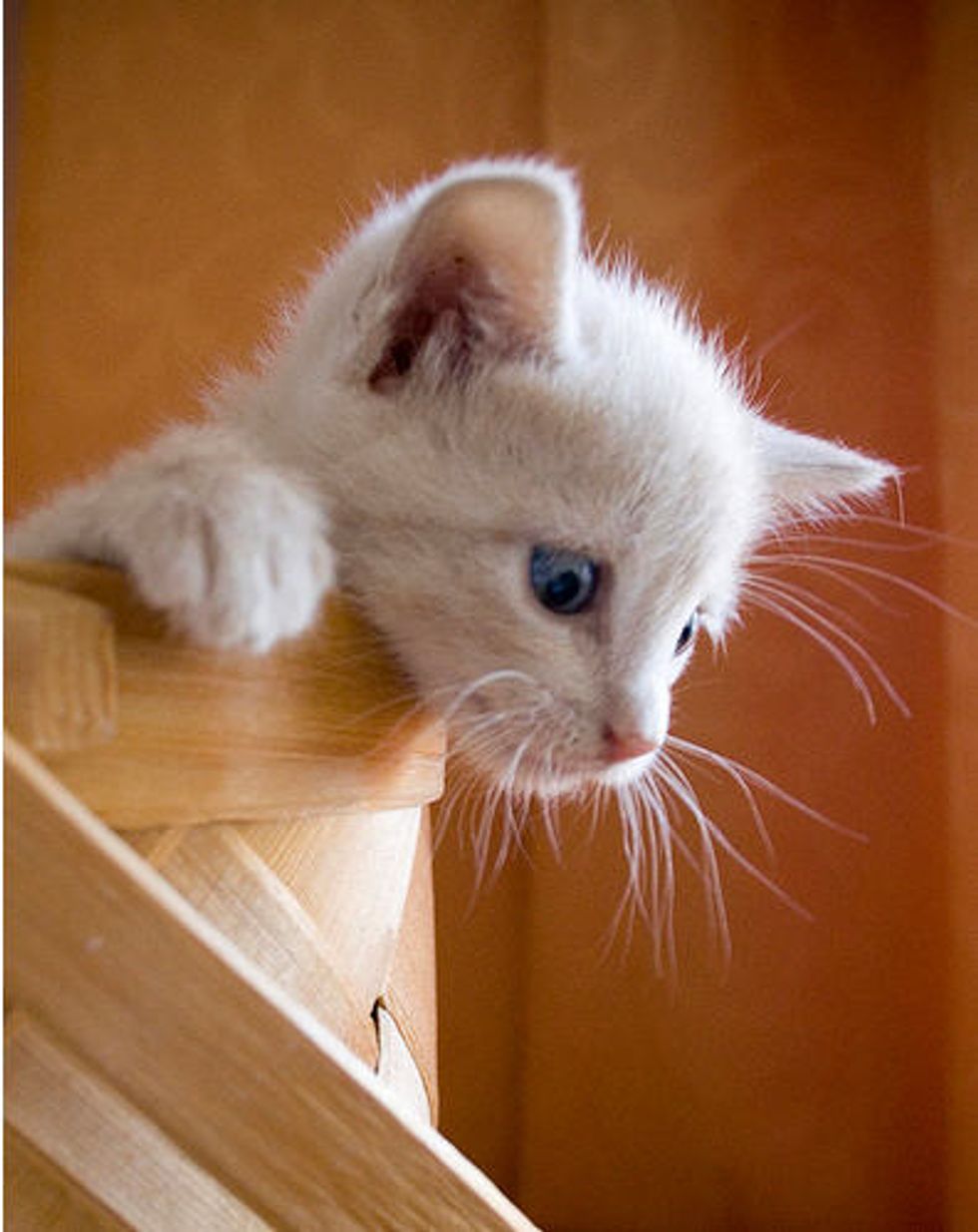 Ginger Kitten Pixeli - Love Meow