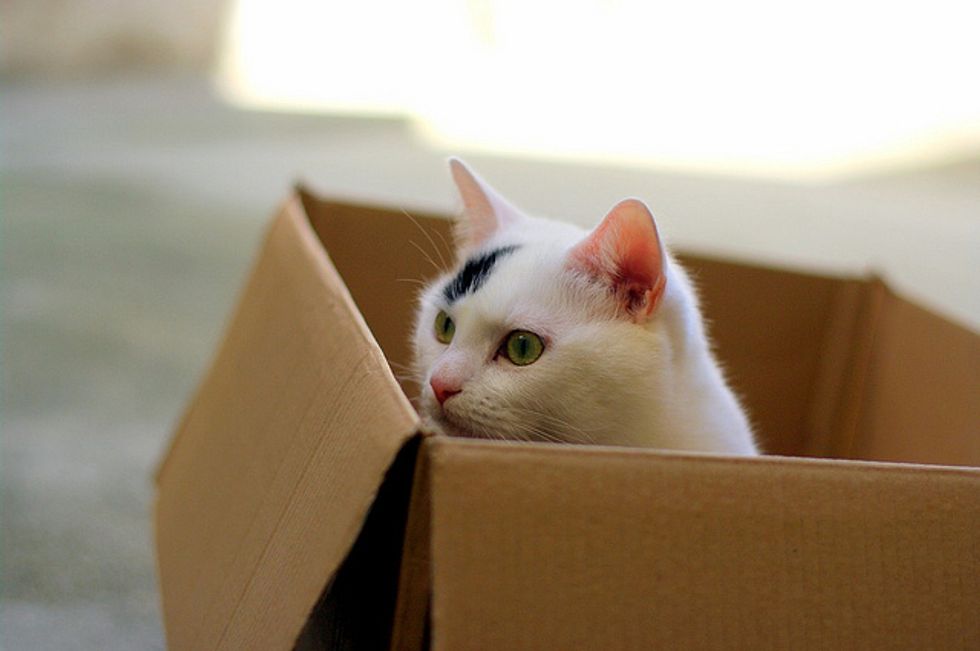 Mimo, the Cat with a Black Spot - Love Meow