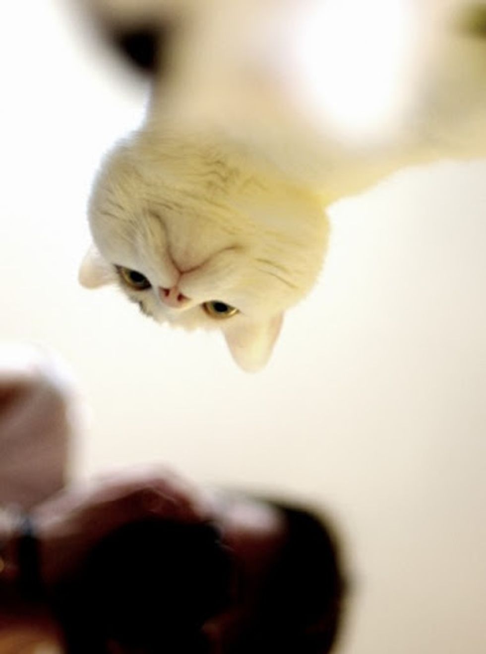 Mimo, the Cat with a Black Spot - Love Meow