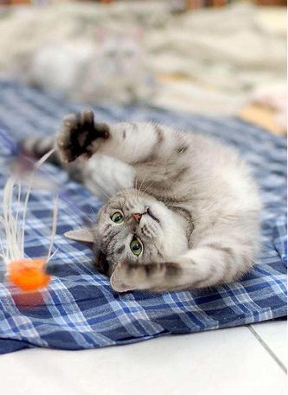 Flik the Stocky Kitty - Love Meow
