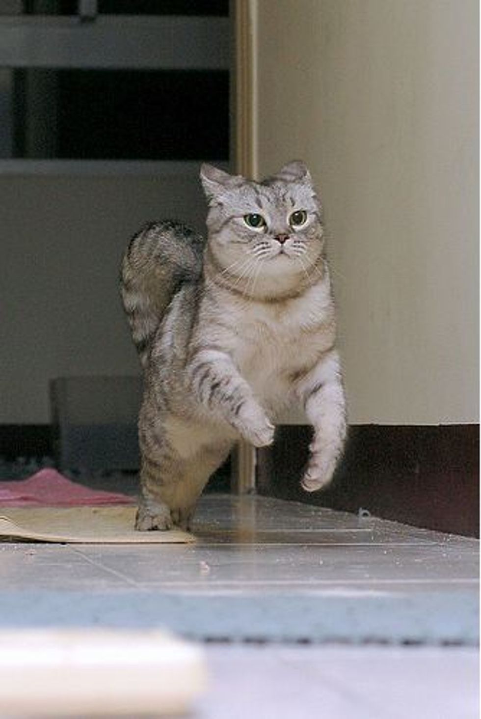 Flik the Stocky Kitty - Love Meow