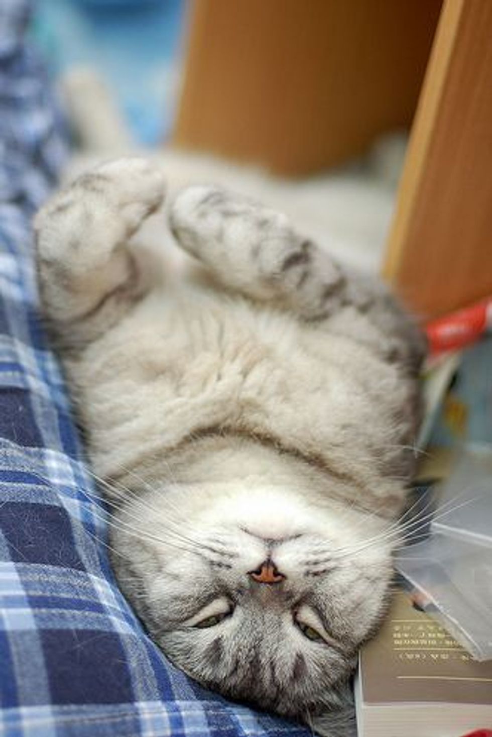 Flik the Stocky Kitty - Love Meow