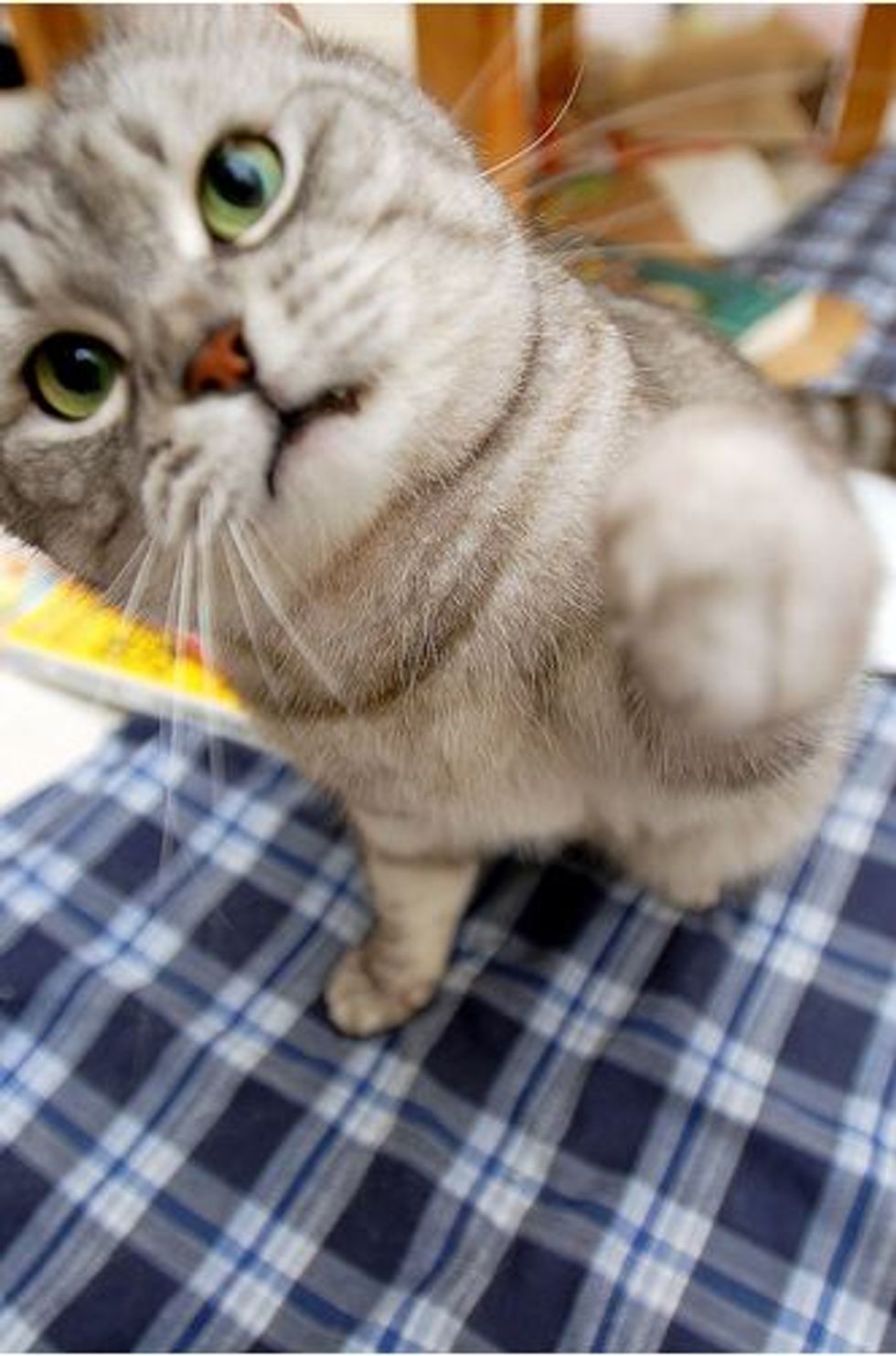Flik the Stocky Kitty - Love Meow