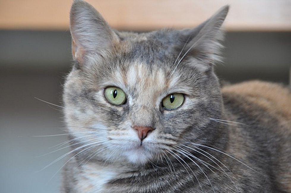 June Cat / Kitten of the Month Results - Love Meow