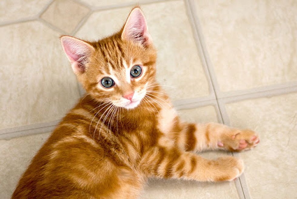 Pixel and Sprite Ginger Kittens - Love Meow