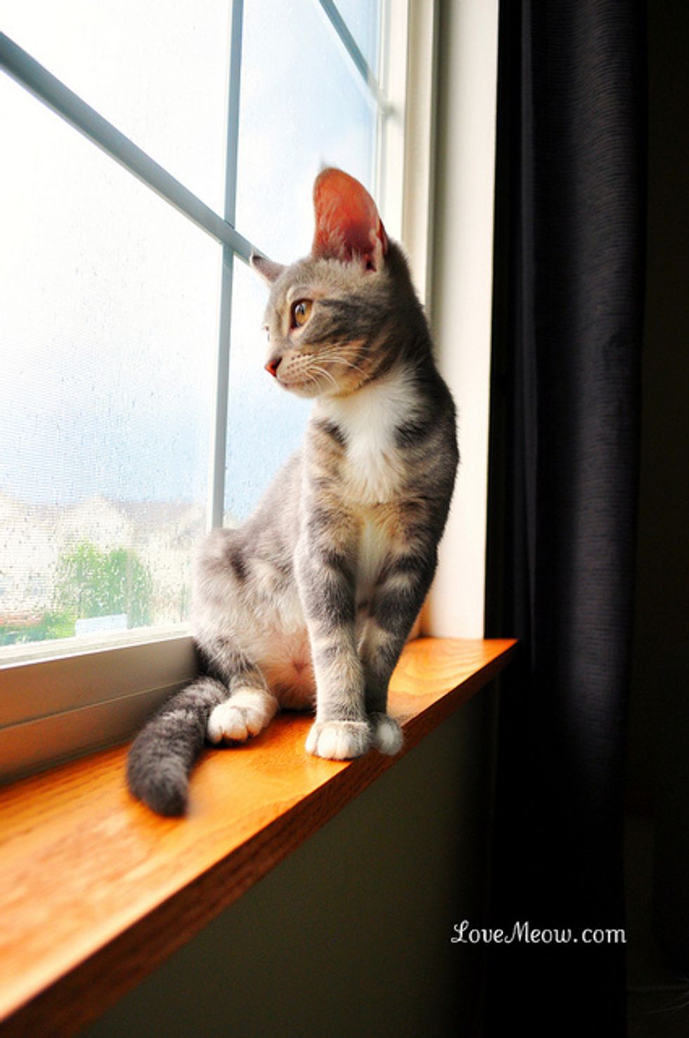 Lucy the Kitty Joins Meow Family - Love Meow