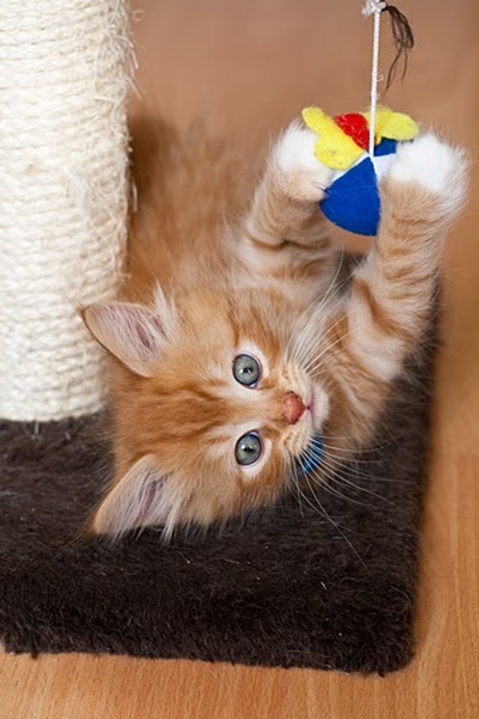 Little Ginger Rascal, Alfie - Love Meow