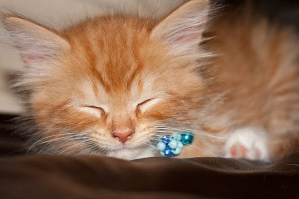 Little Ginger Rascal, Alfie - Love Meow