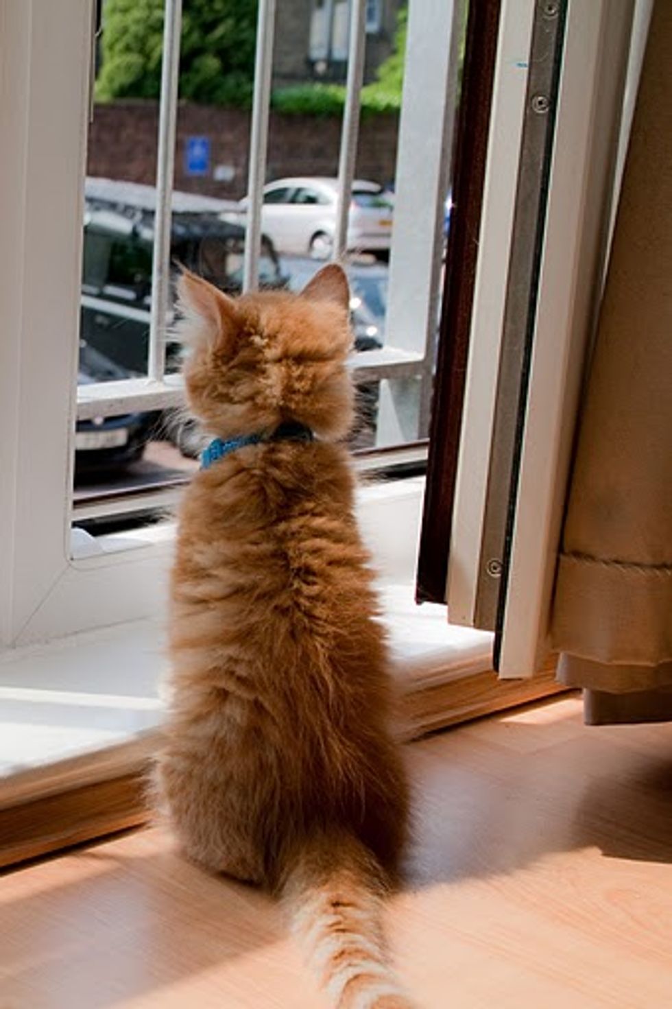 Little Ginger Rascal, Alfie - Love Meow