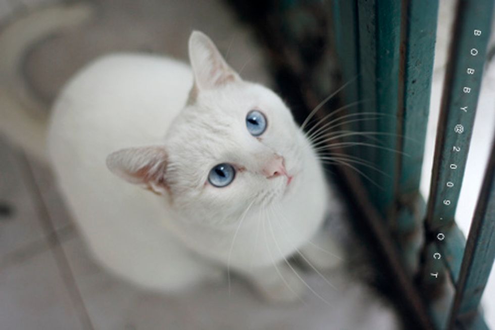 Beautiful White Rescue, Softie - Love Meow