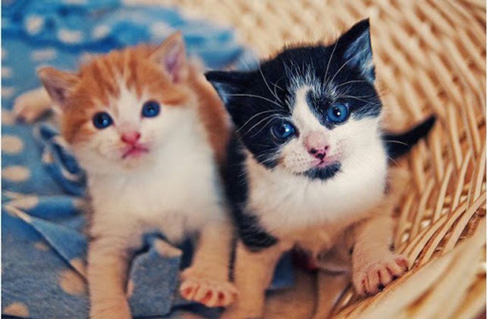 Little Felix - Love Meow