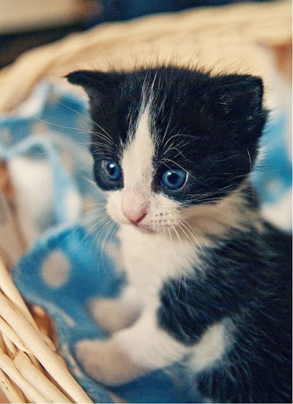 Little Felix - Love Meow