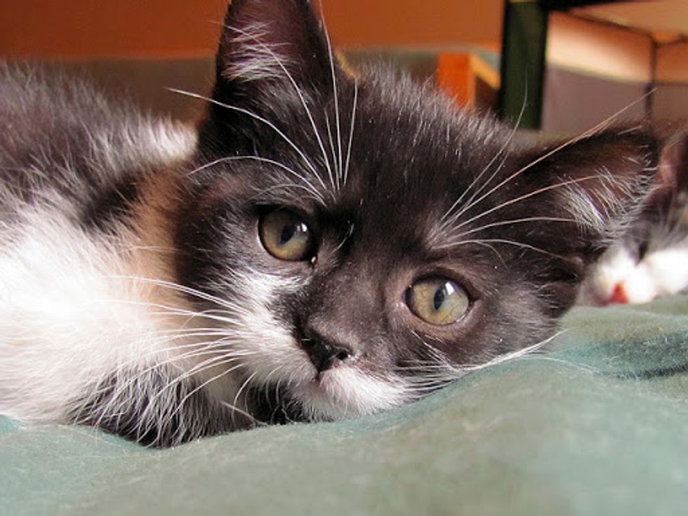 Story of Guinness the Tuxedo - Love Meow