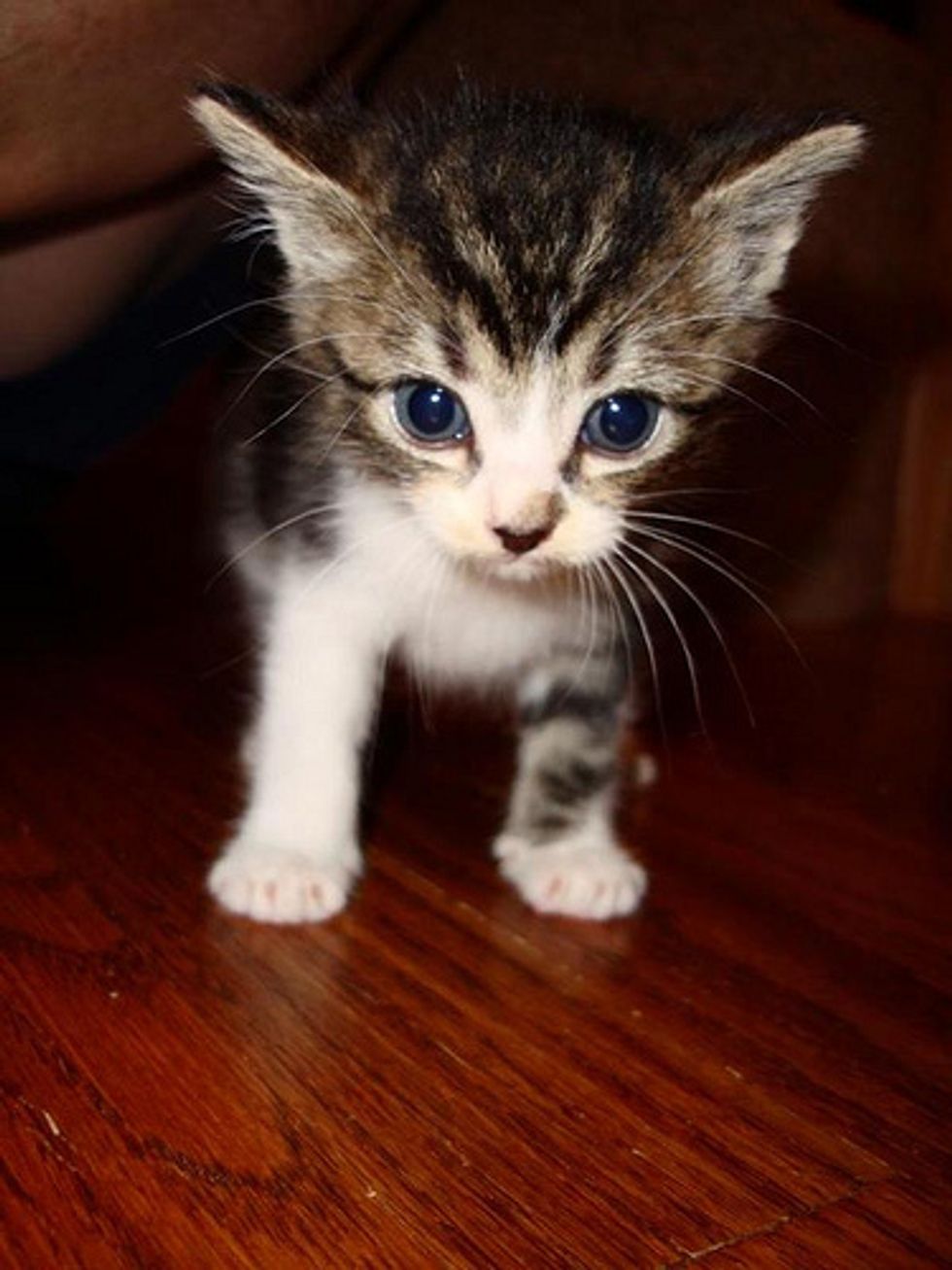 Starsky and Hutch, 2 Little Survivors - Love Meow