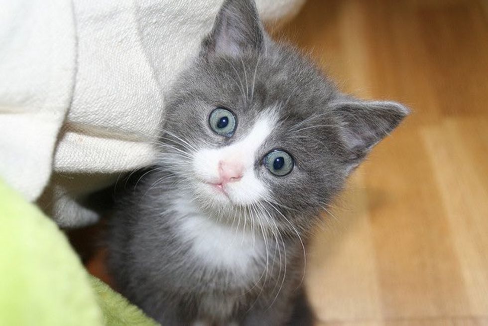 Rescue Story of Ada and Linus - Love Meow