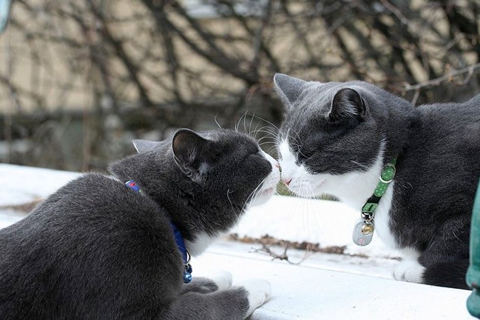 Rescue Story of Ada and Linus - Love Meow