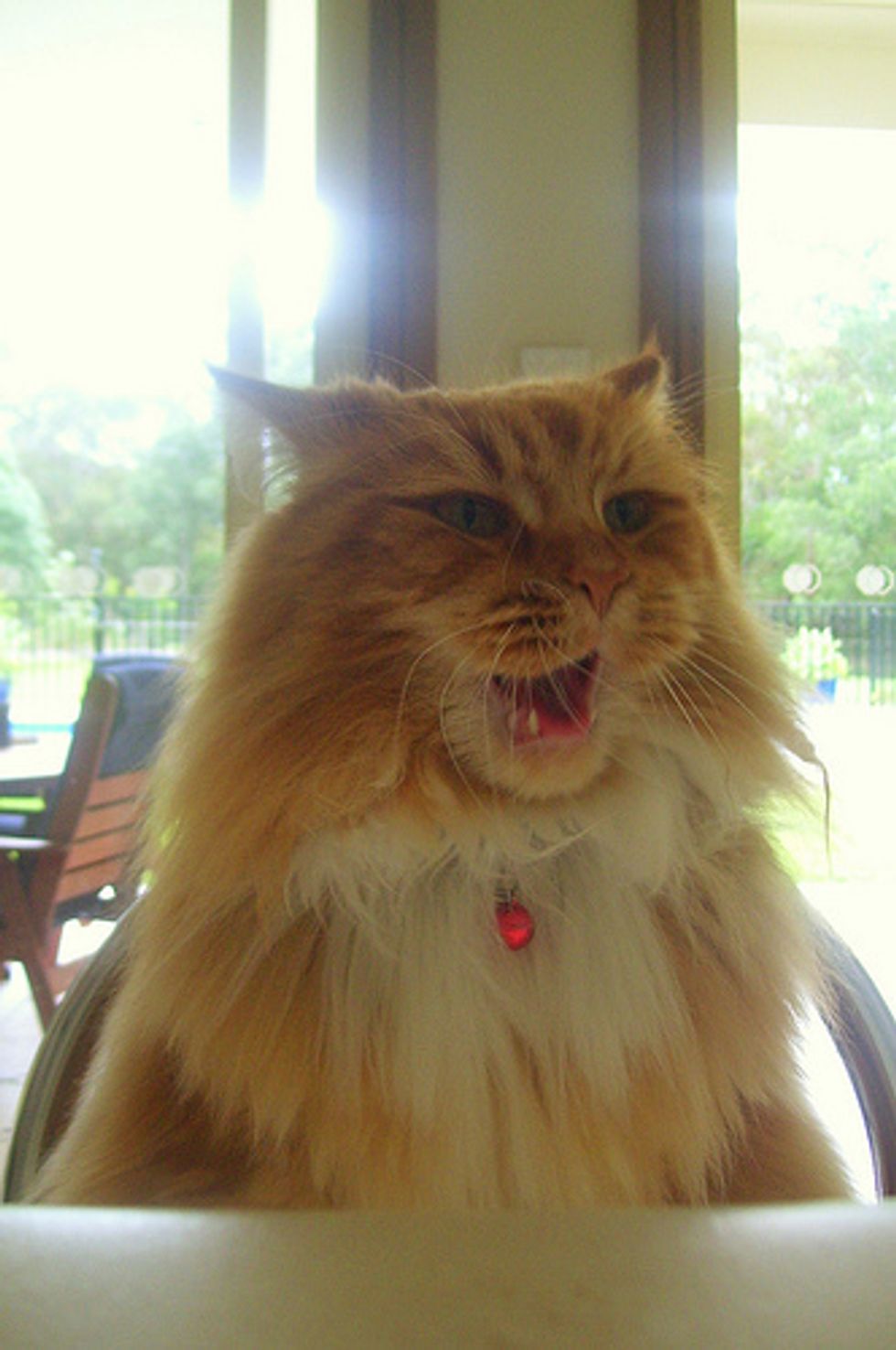 Garfield the Fluffy Ginger Furball - Love Meow