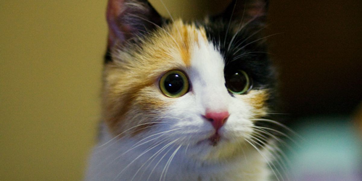 Baby the Lovely Calico Kitty - Love Meow