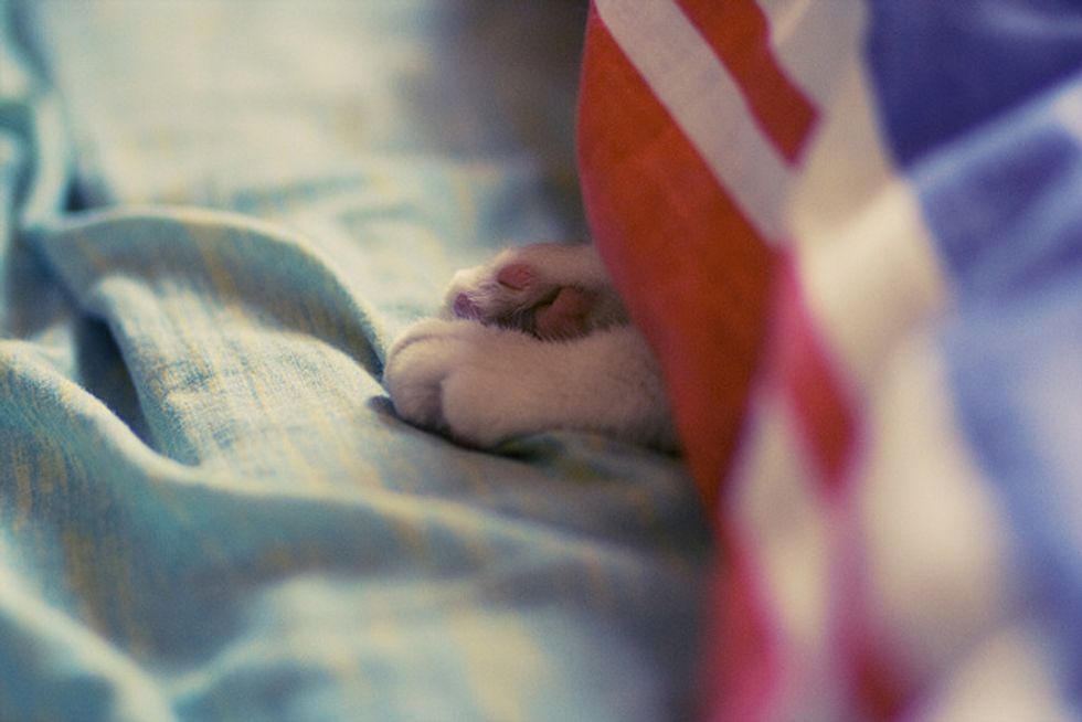 Baby the Lovely Calico Kitty - Love Meow