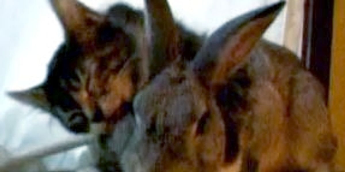 Cute Kitten Loves Her Bunny - Love Meow