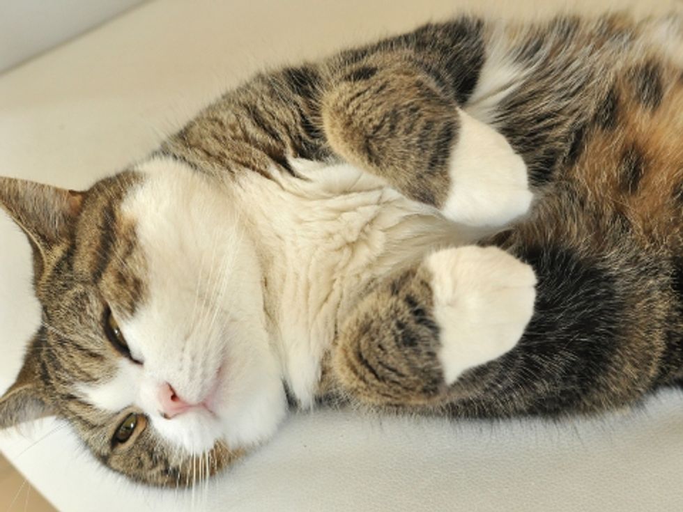 Maru and Many Too-Small Boxes - Love Meow