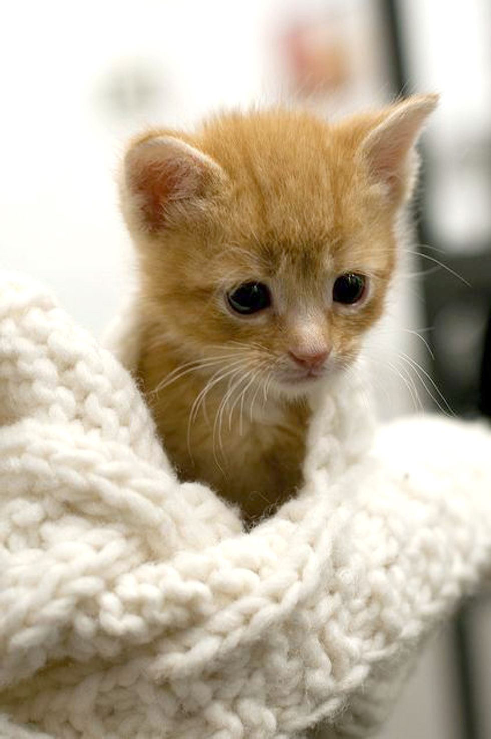 One Day Old Kitten was Given a Brand New Life - Love Meow