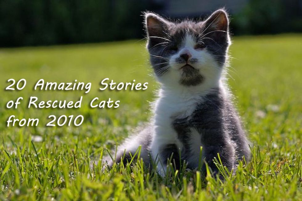 20 Amazing Stories of Rescued Cats from 2010 - Love Meow