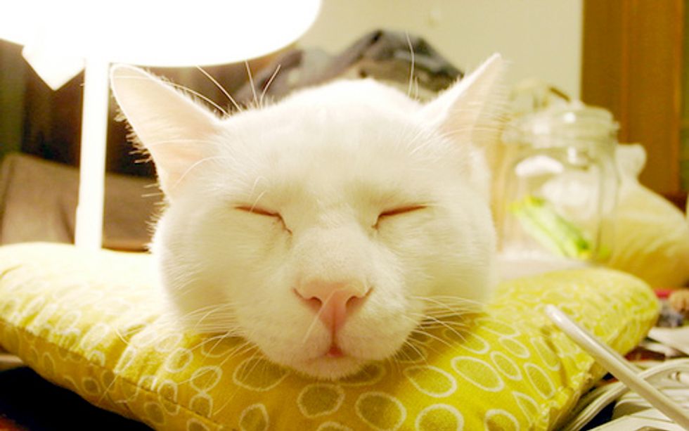 White the Beautiful Deaf Kitty - Love Meow