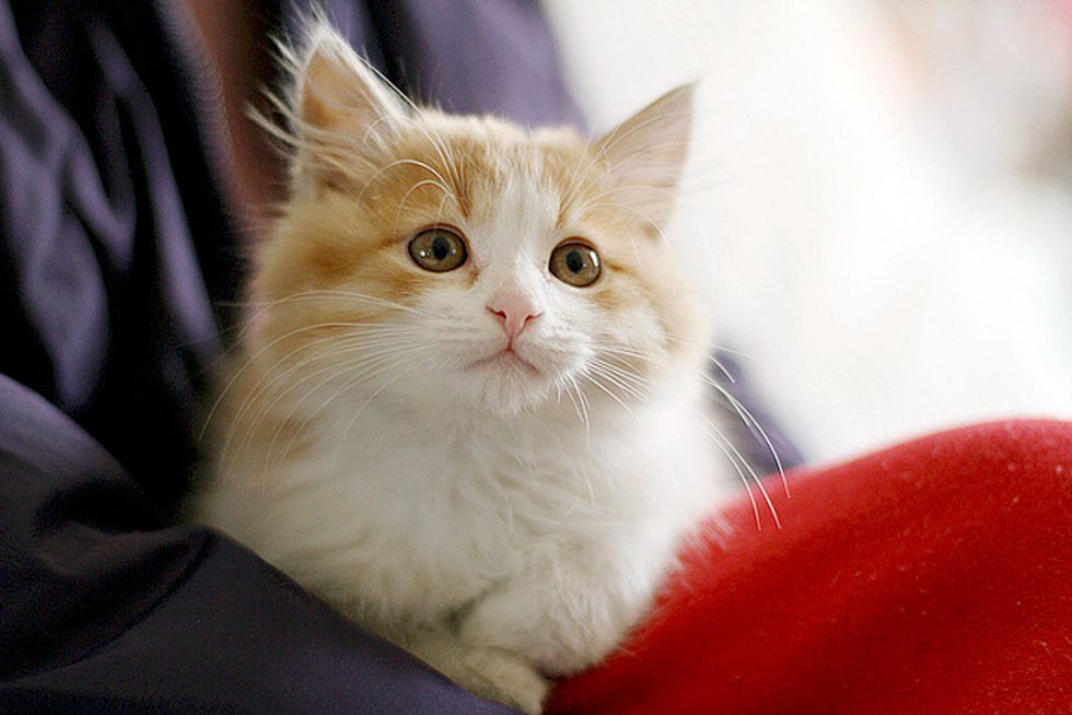 Rescue Story of Maomao the Kitten - Love Meow