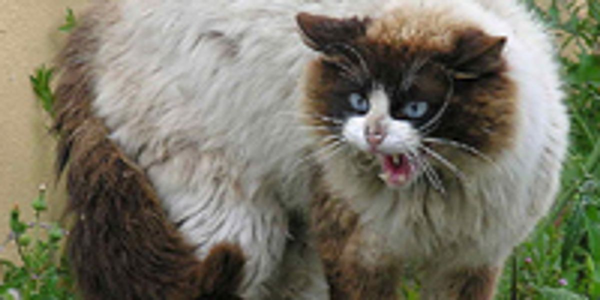 Control Urine Spraying & Help Unhappy Distrustful Cats - Love Meow