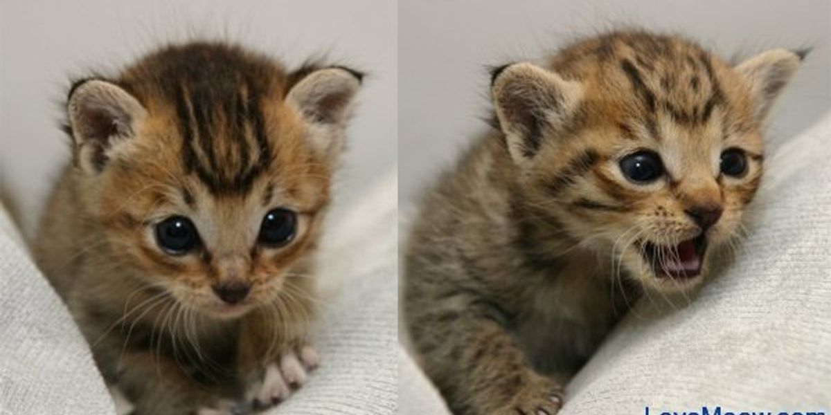 Picture of the Day - Love Meow