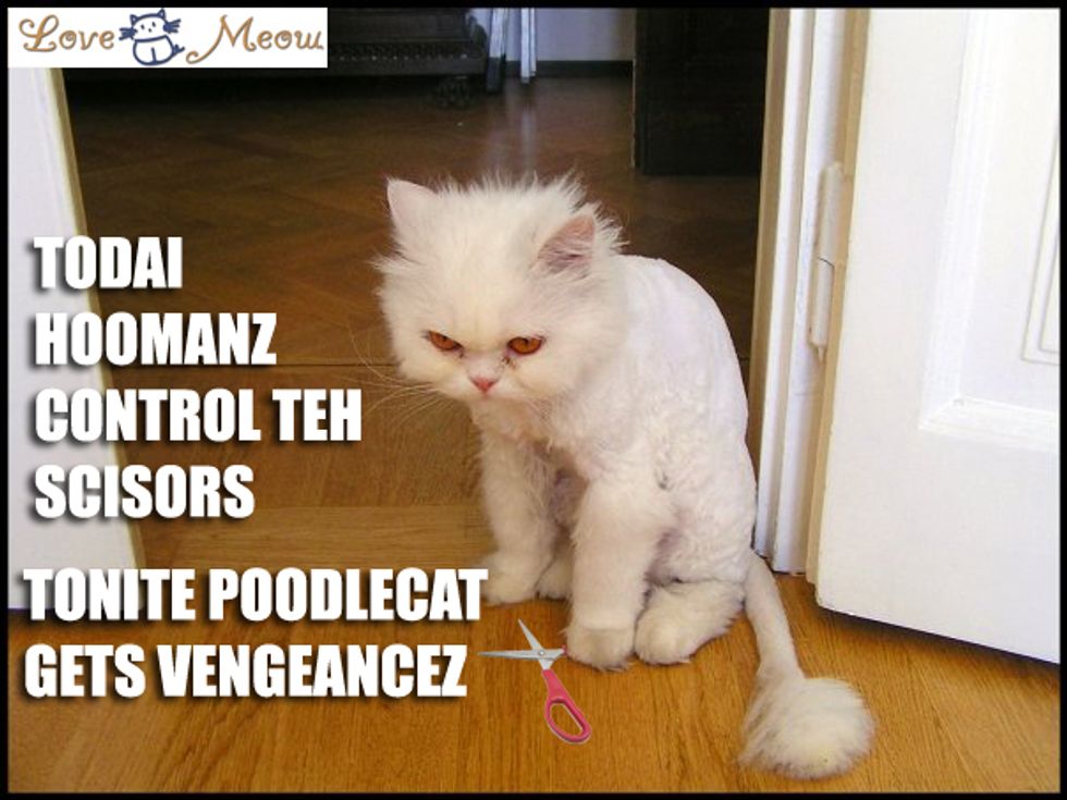 Add Lolcat Captions - Love Meow