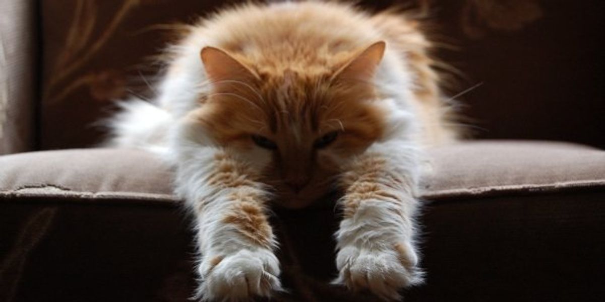 November Cat of the Month - Love Meow