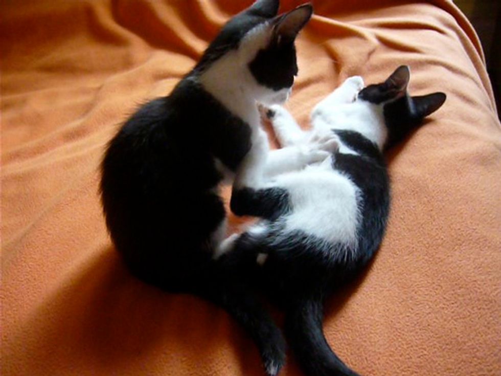 Cutest Kitten Kneading and Making Biscuits - Love Meow