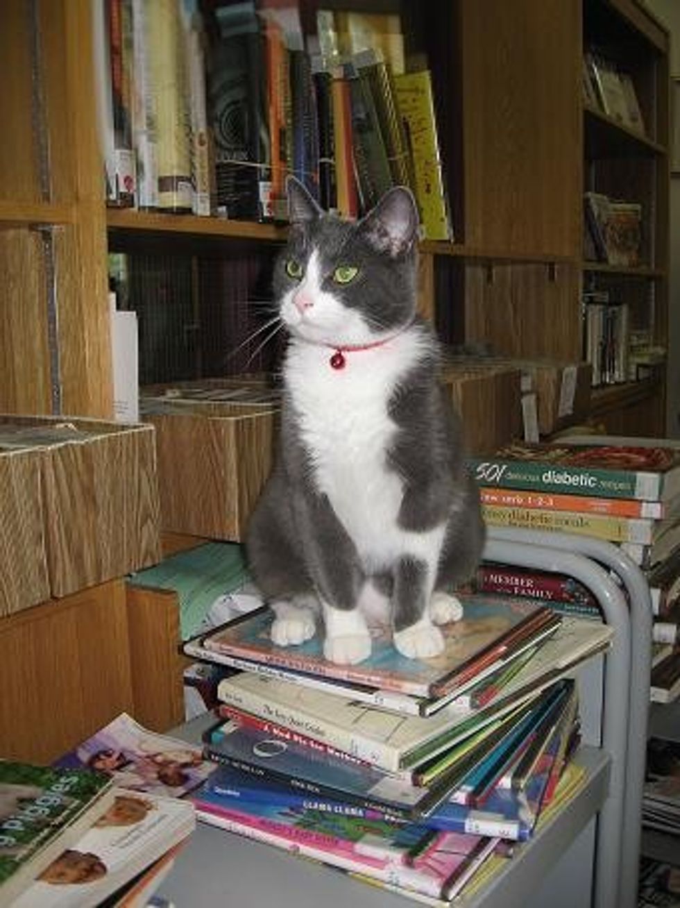 Library Cats from All Over the World - Love Meow
