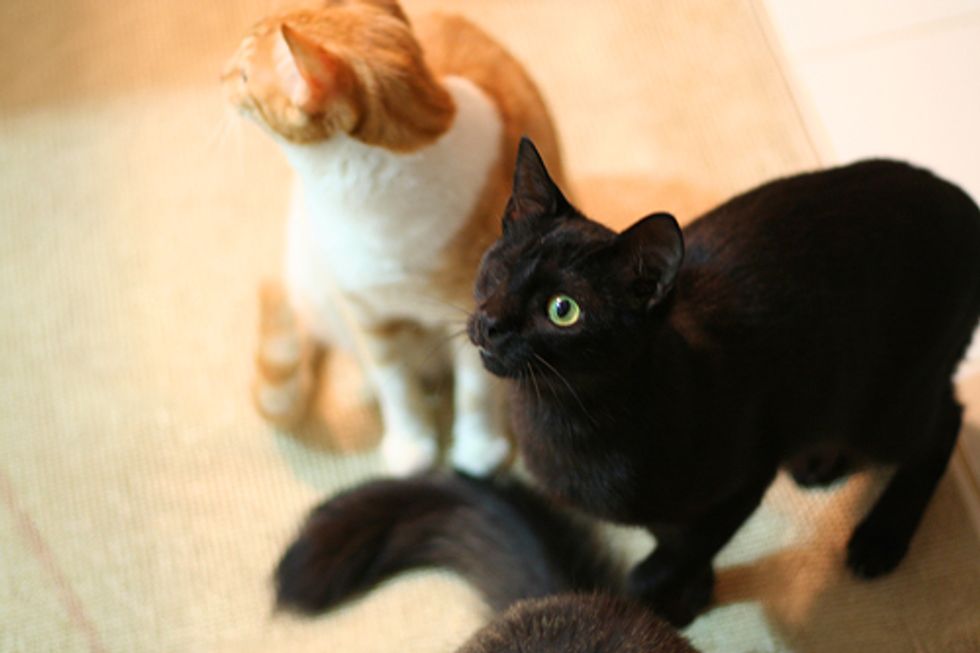 Black the One Eyed Cat - Love Meow