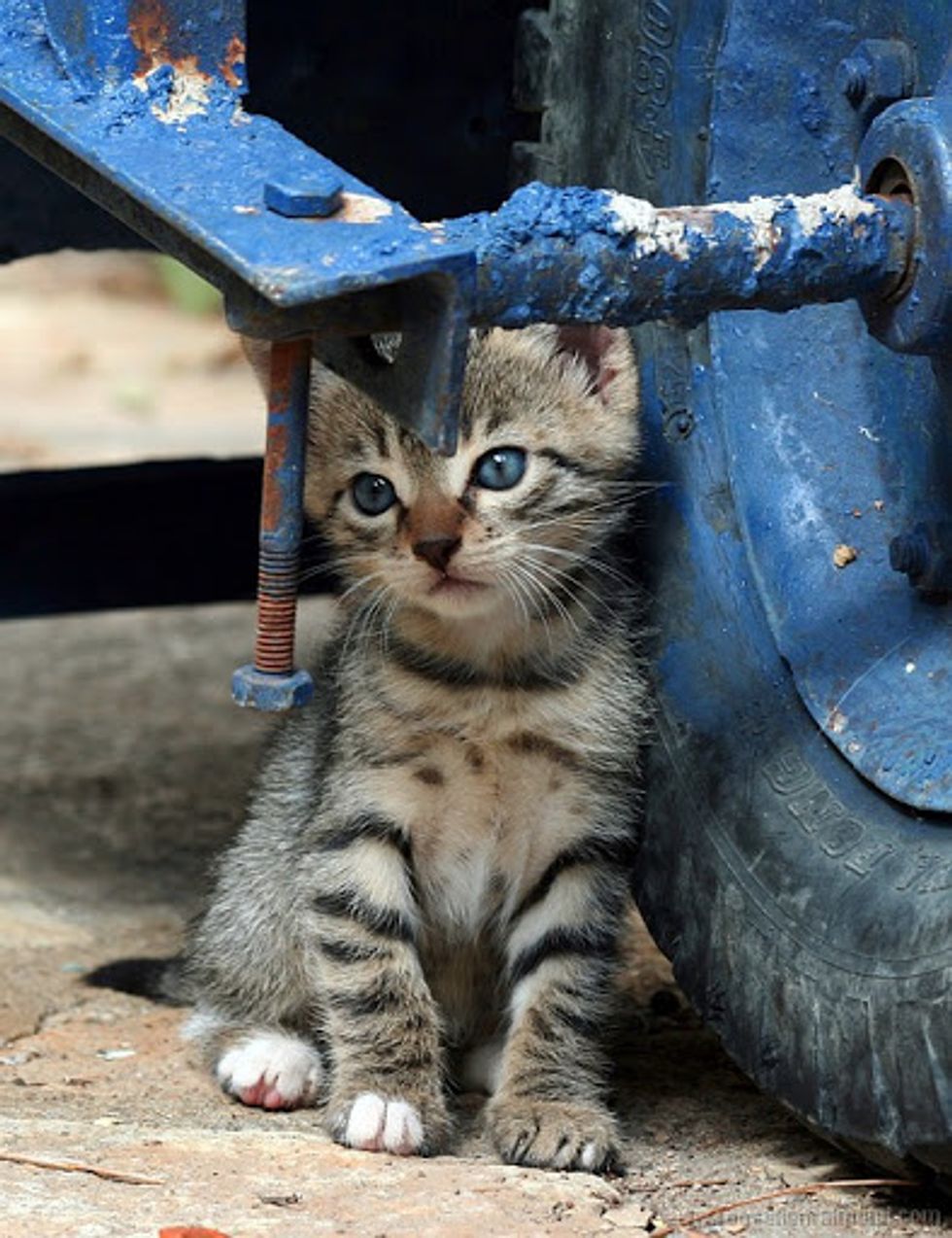 Beautiful Feral Cats - Love Meow