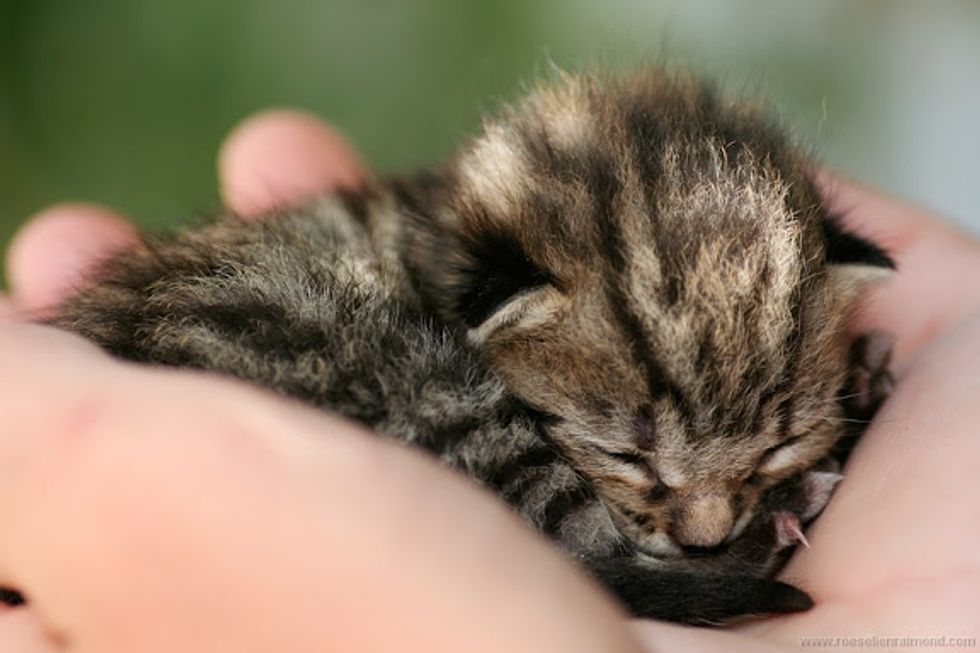 Beautiful Feral Cats - Love Meow