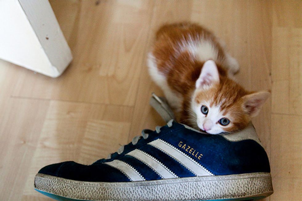 Tiny Itty Bitty Kittens - Love Meow