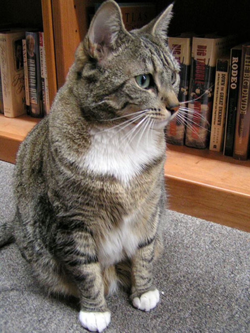 Bookstore Cats from Different Parts of the World - Love Meow