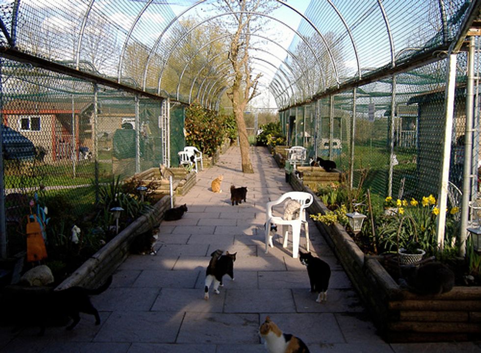 RAPS Cat Sanctuary - Love Meow